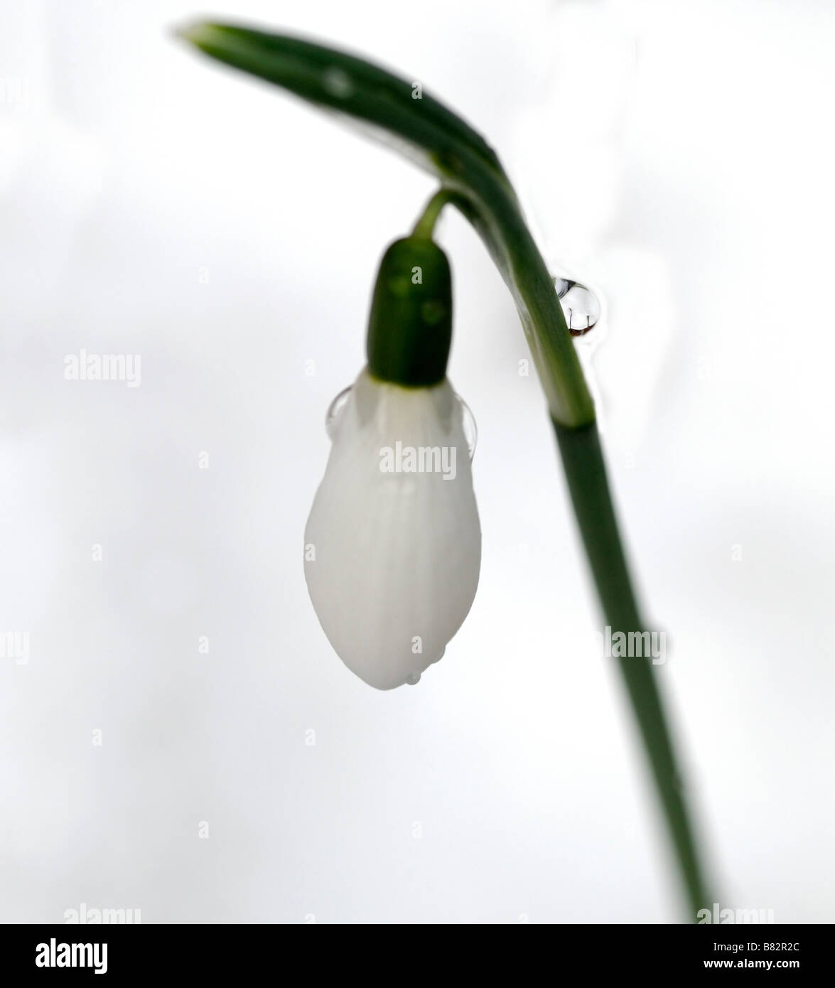 Single snowdrop in flower hi-res stock photography and images - Alamy