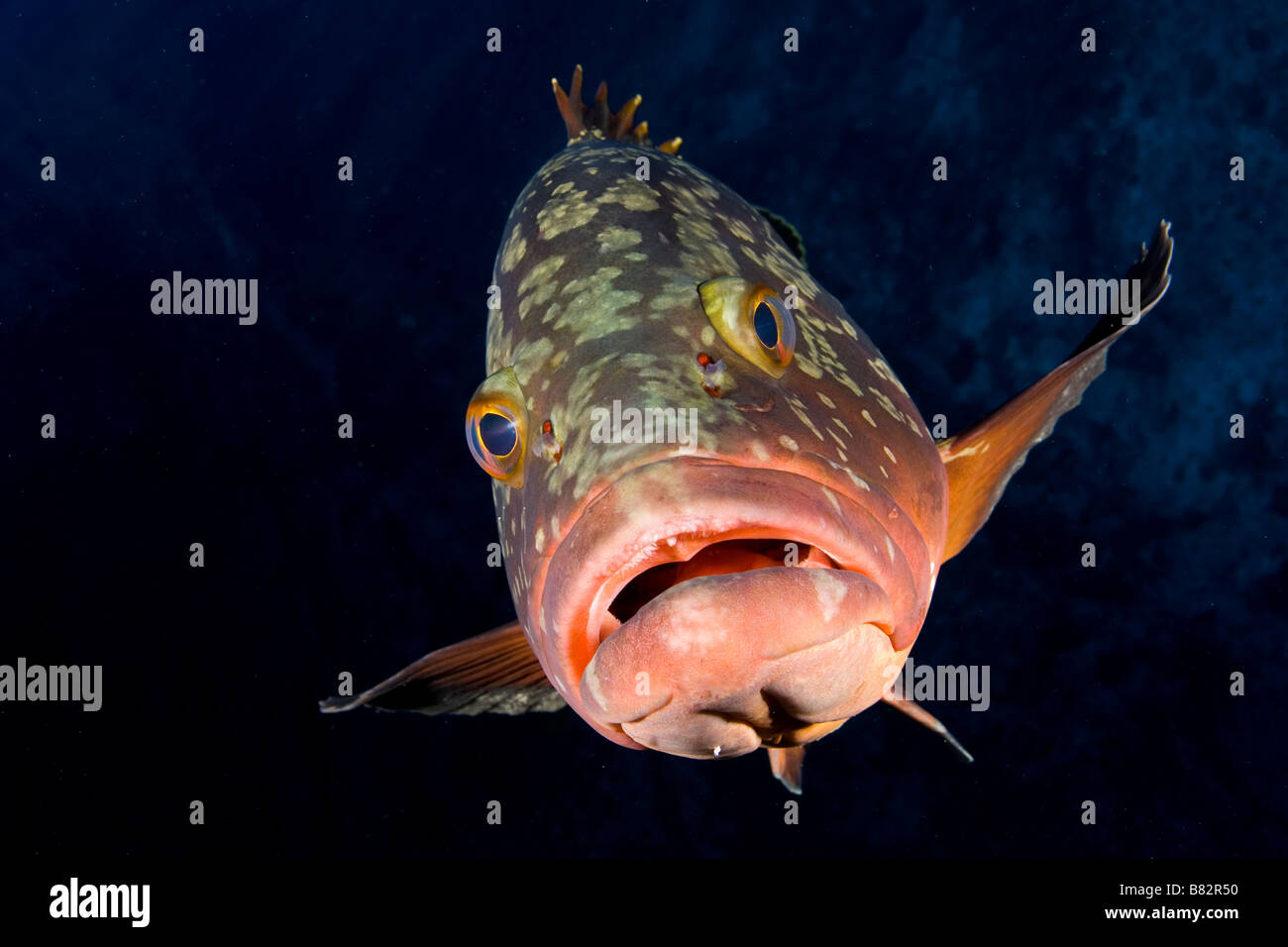 Underwater canary island marine life hi-res stock photography and ...