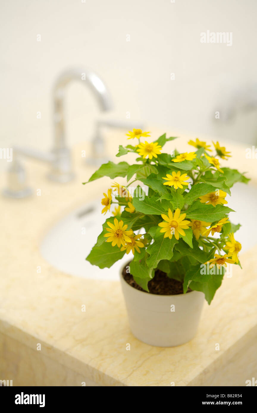 Pot culture on the bathroom sink Stock Photo - Alamy