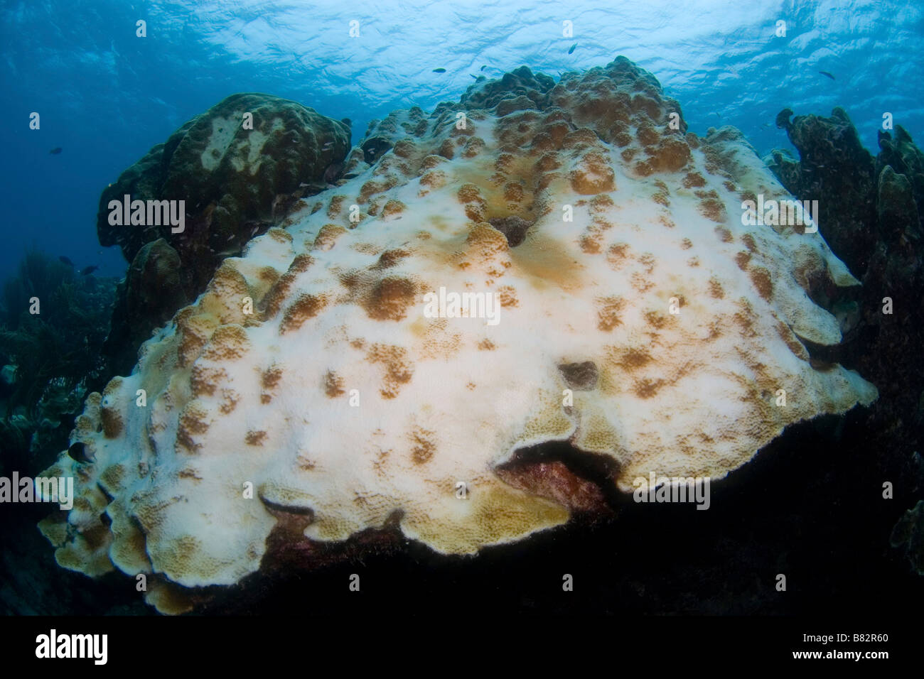 Bleached coral in Venezuela, damaged coral. dead coral in Los Roques ...