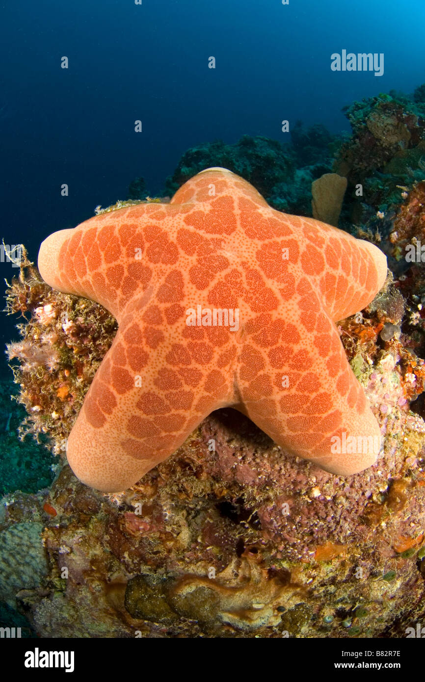 Star fish sea star pohnpei micronesia underwater hi-res stock ...