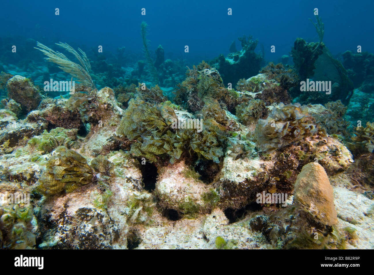 Dead coral hi-res stock photography and images - Alamy