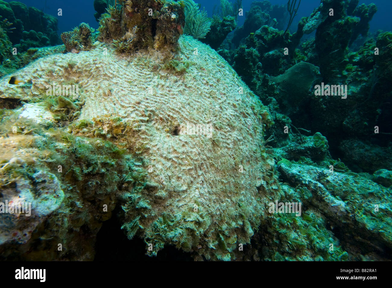 Dead coral hi-res stock photography and images - Alamy