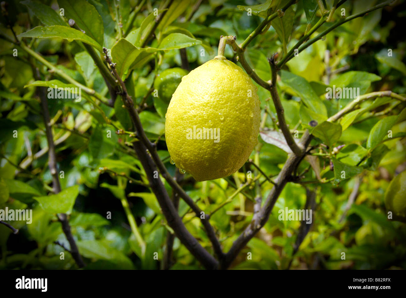 Lemon tree hi-res stock photography and images - Alamy