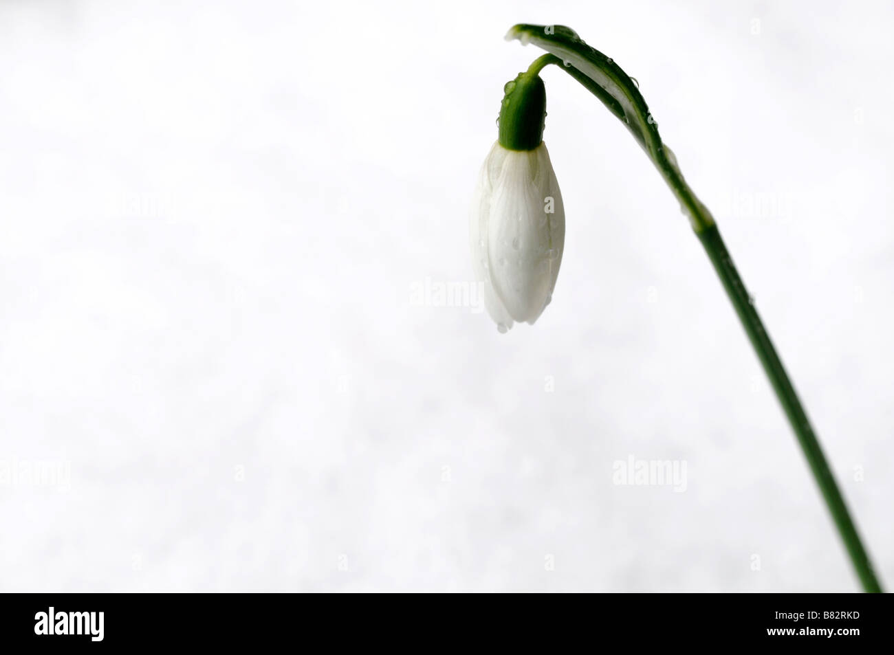 Snowdrop ground cover hi-res stock photography and images - Alamy
