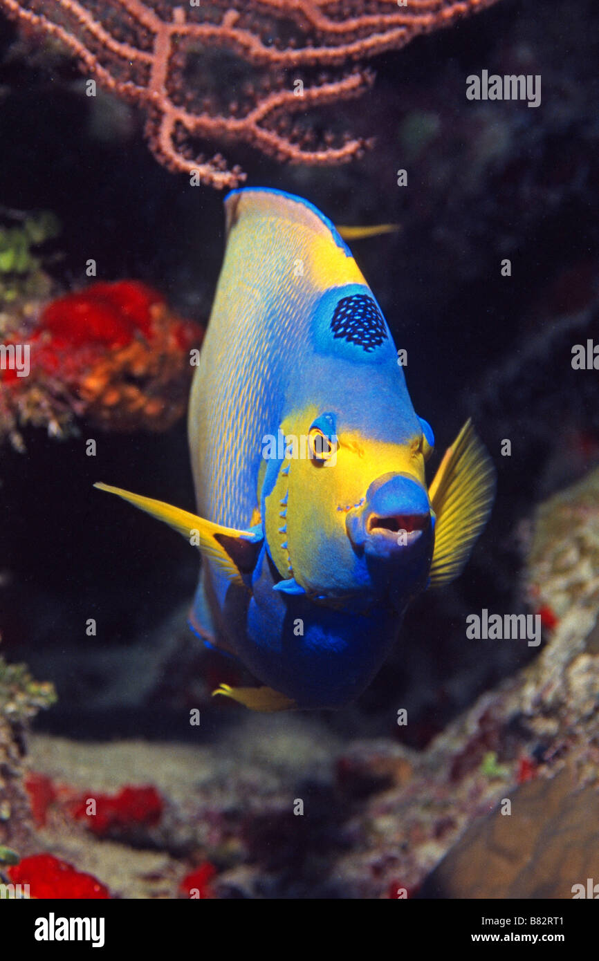 Queen angelfish caribbean fish underwater colorful color bright angel ...