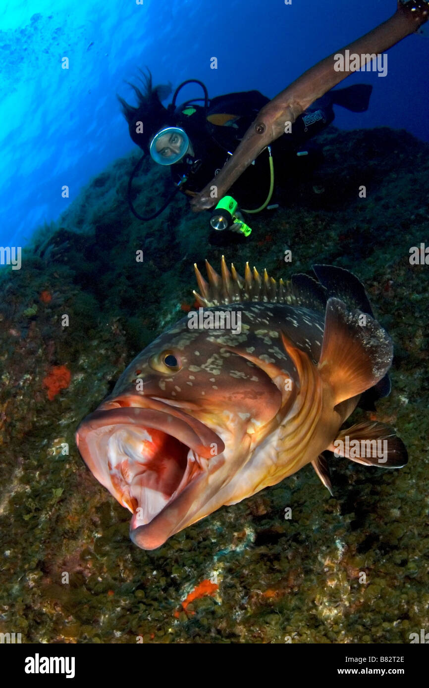 Open mouth groper fish trumpet fish with female diver hi-res stock ...