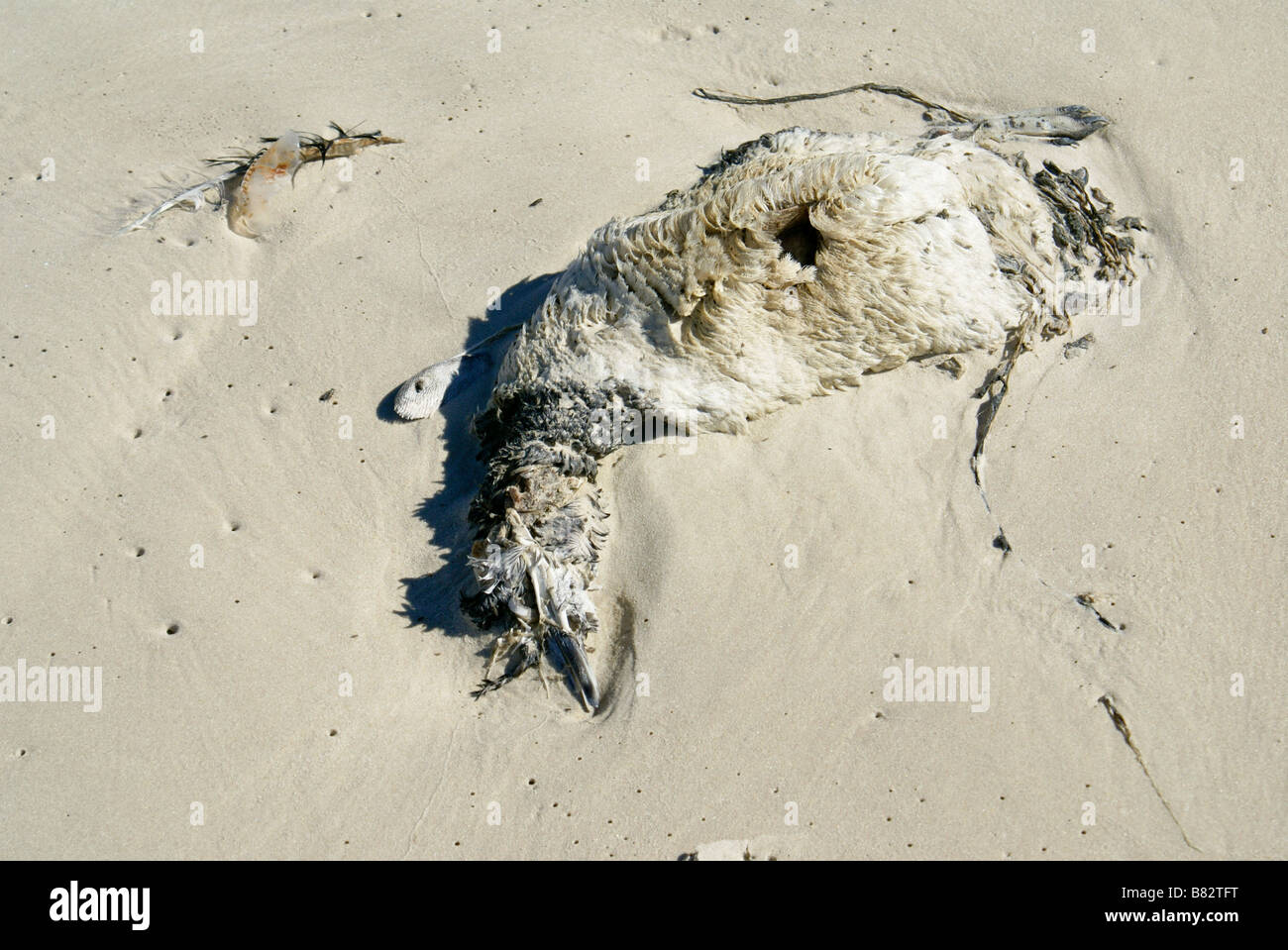 Ingleses beach hi-res stock photography and images - Alamy