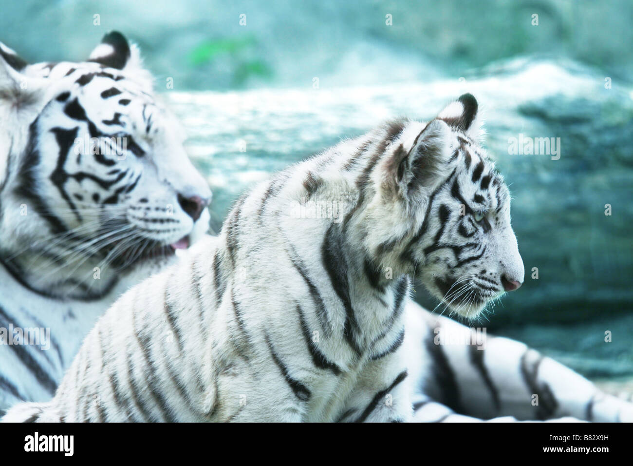 White tiger hi-res stock photography and images - Alamy