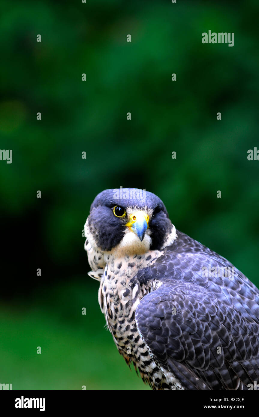 Peregrine falcon portrait Stock Photo - Alamy