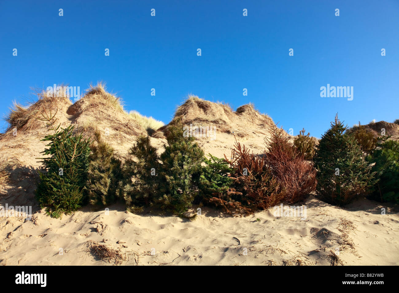 Coastal dune restoration hi-res stock photography and images - Alamy