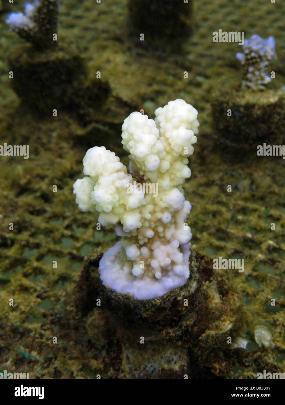 Reef propagation hi-res stock photography and images - Alamy