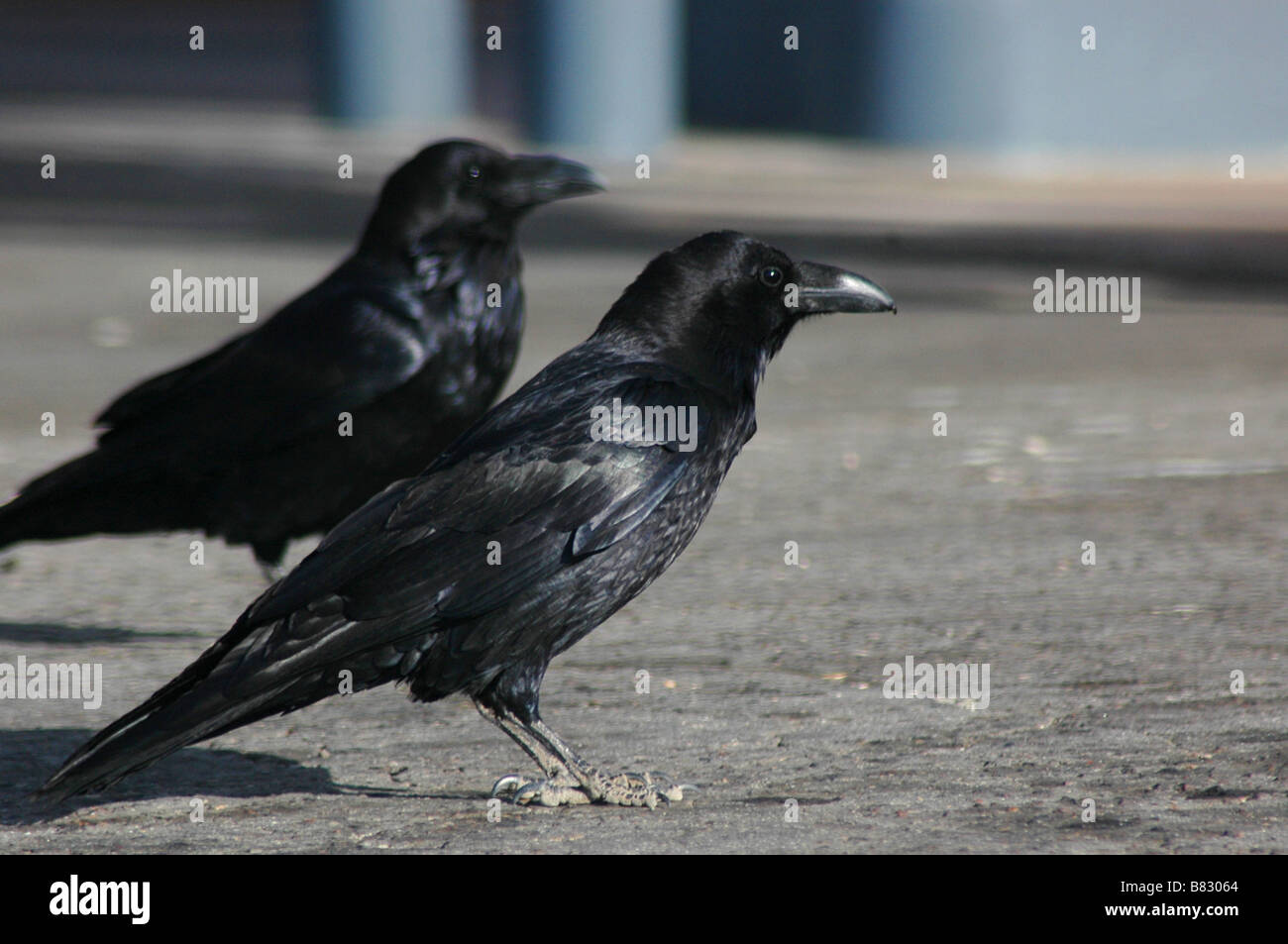 Two ravens hi-res stock photography and images - Alamy