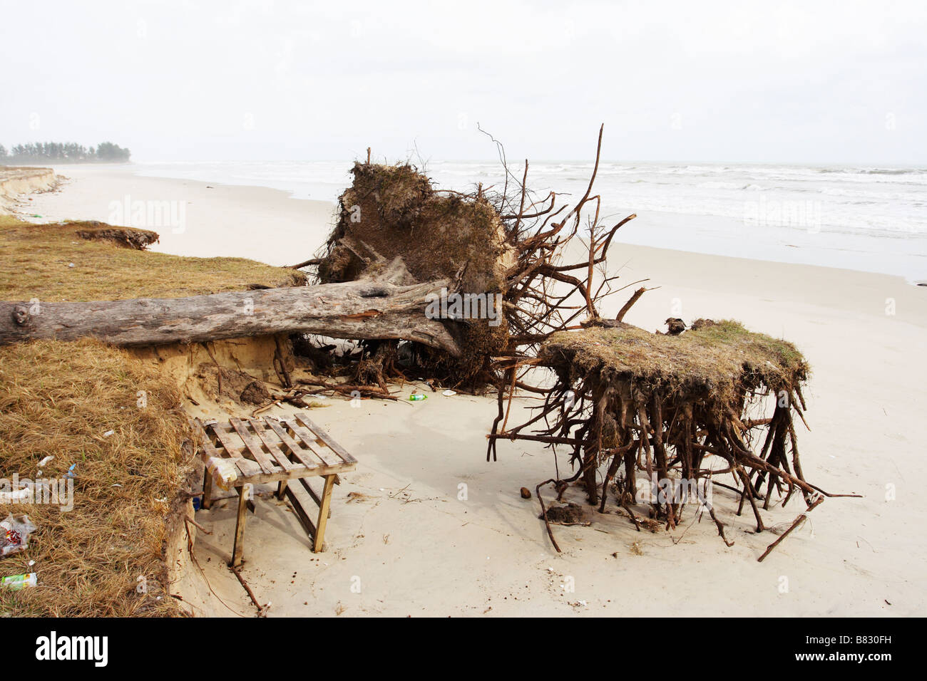Fallen tree due to coastal erosion in Terengganu, Malaysia Stock Photo ...