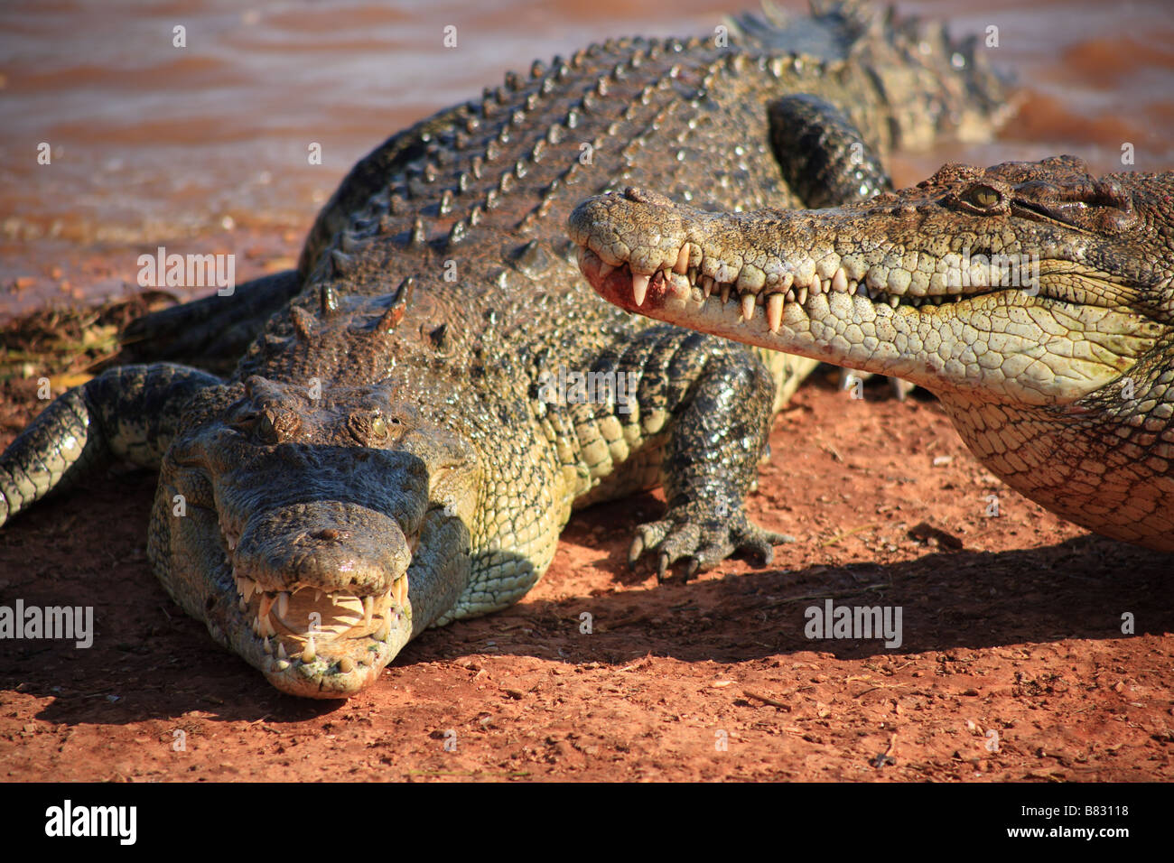 Saltwater crocodile basking hi-res stock photography and images - Alamy