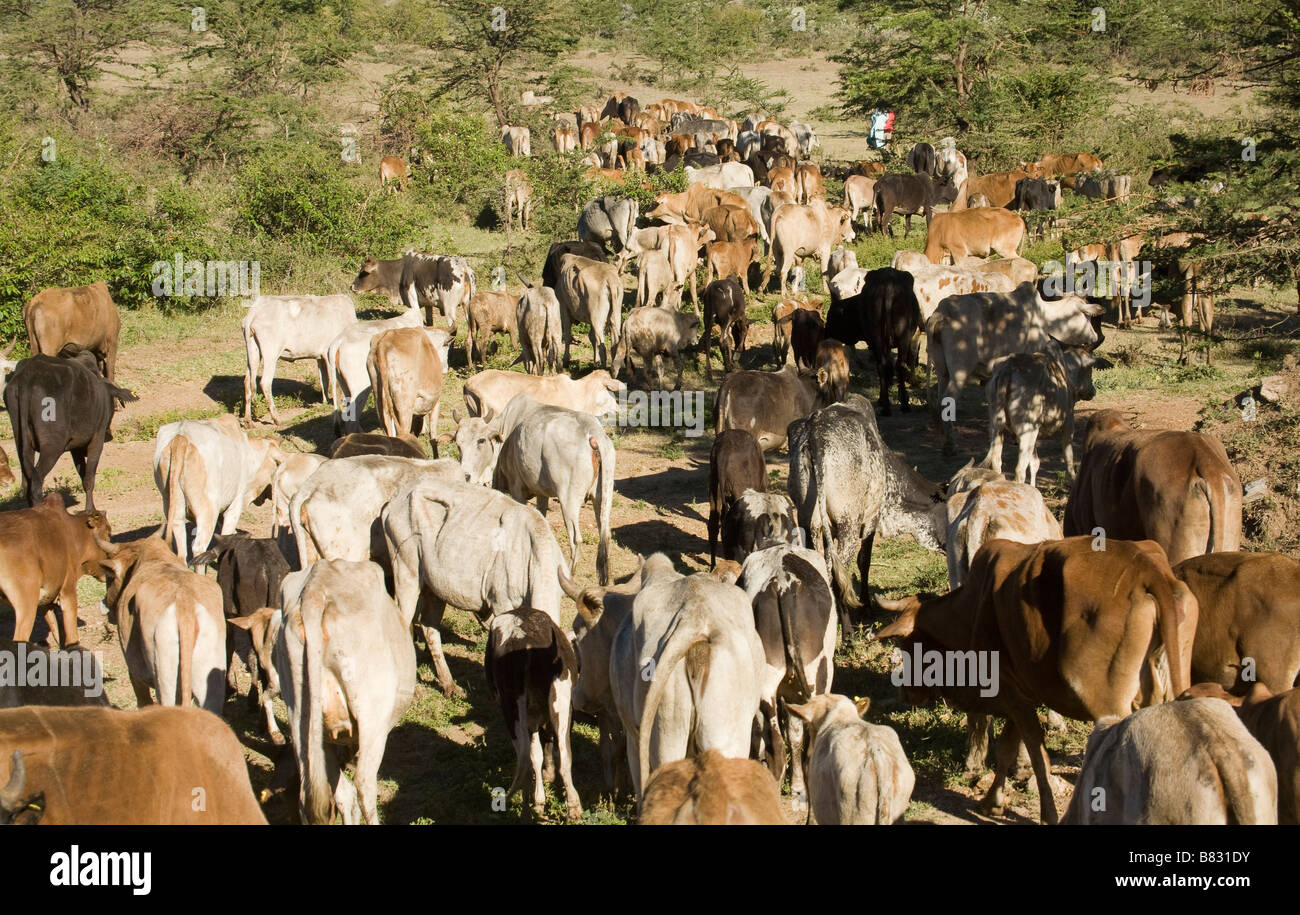 Masai cattle kenya hi-res stock photography and images - Alamy