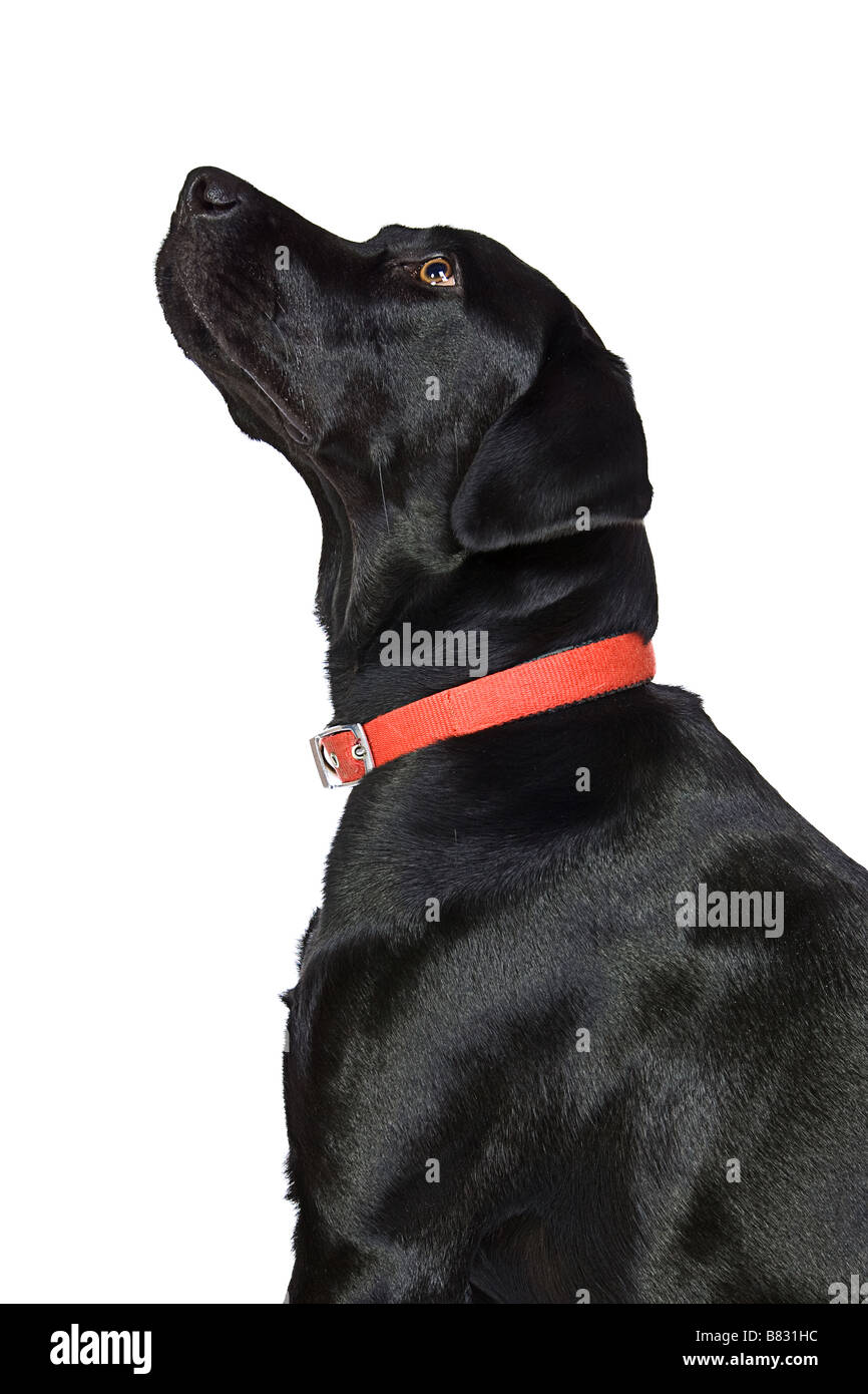 Studio Shot of a Handsome Black Labrador on White Background Stock ...