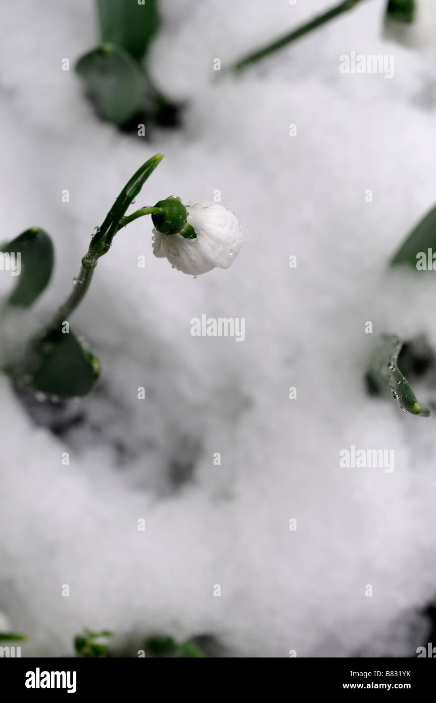 Snowdrop ground cover hi-res stock photography and images - Alamy