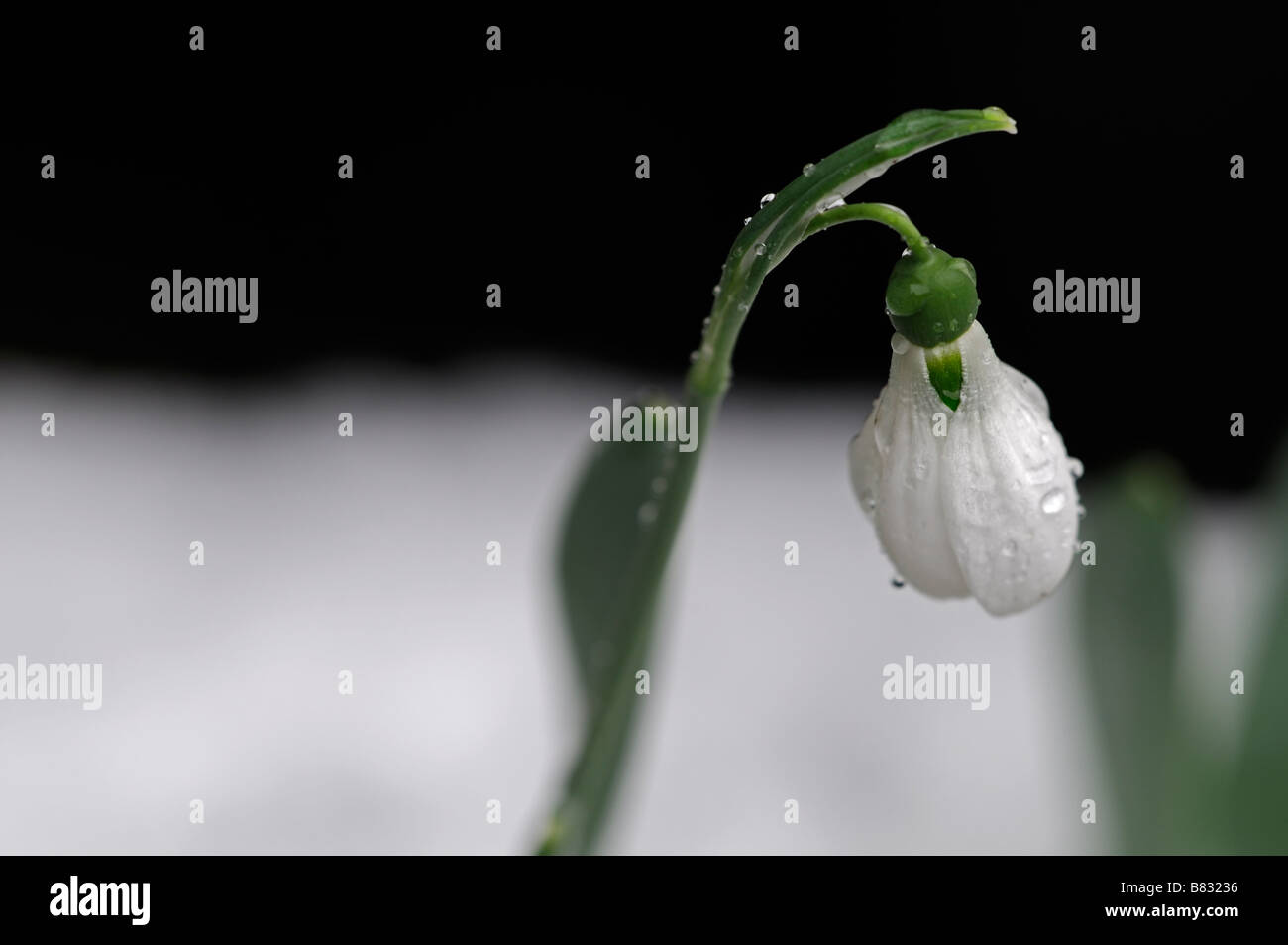 Snowdrop ground cover hi-res stock photography and images - Alamy