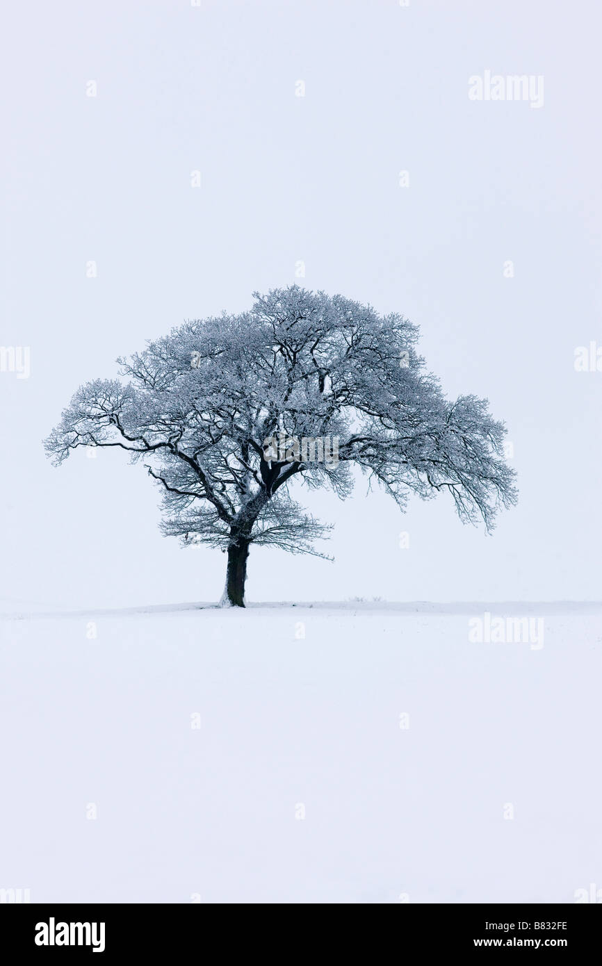 Solitary tree on a snow covered hillside Stock Photo - Alamy