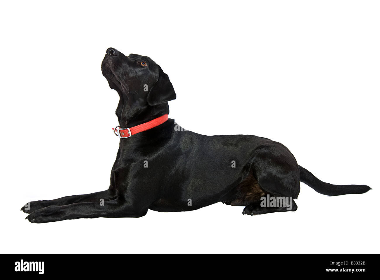 Studio Shot of a Handsome Black Labrador on White Background Stock ...