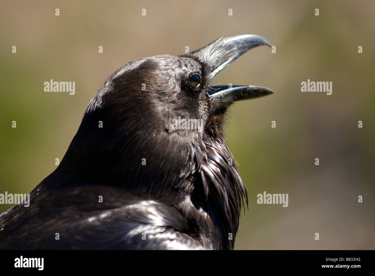 Close-up of a raven with its beak open looking away from the camera ...