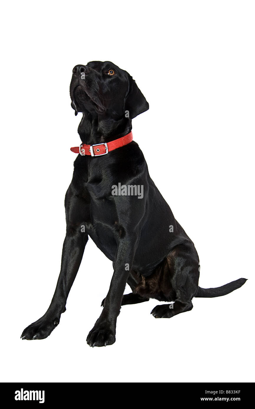 Studio Shot of a Handsome Black Labrador on White Background Stock ...
