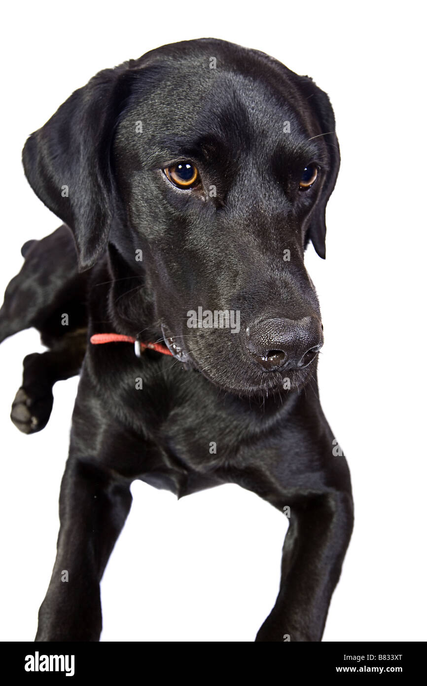 Studio Shot of a Handsome Black Labrador on White Background Stock ...