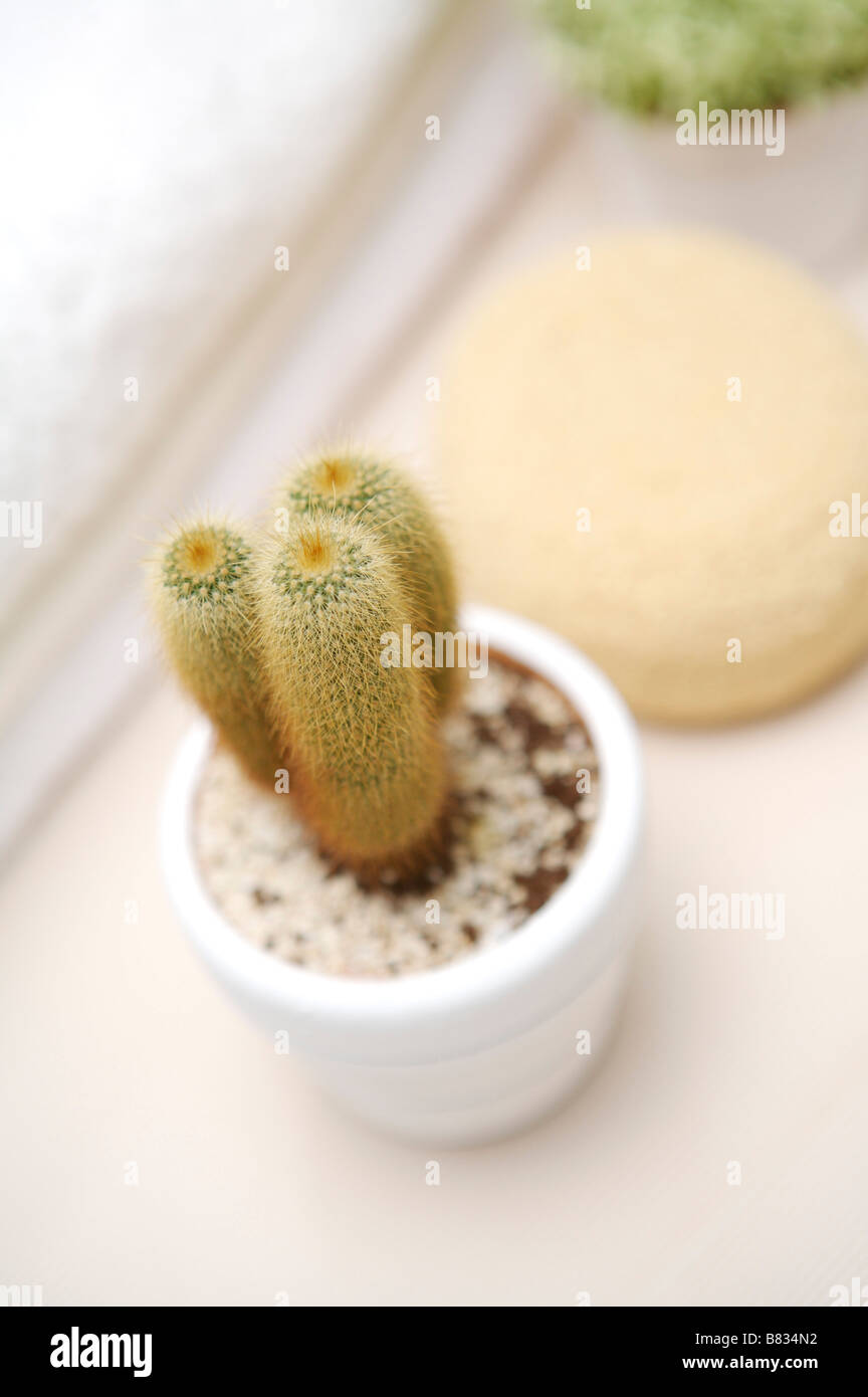 Sponge plant pot hi-res stock photography and images - Alamy