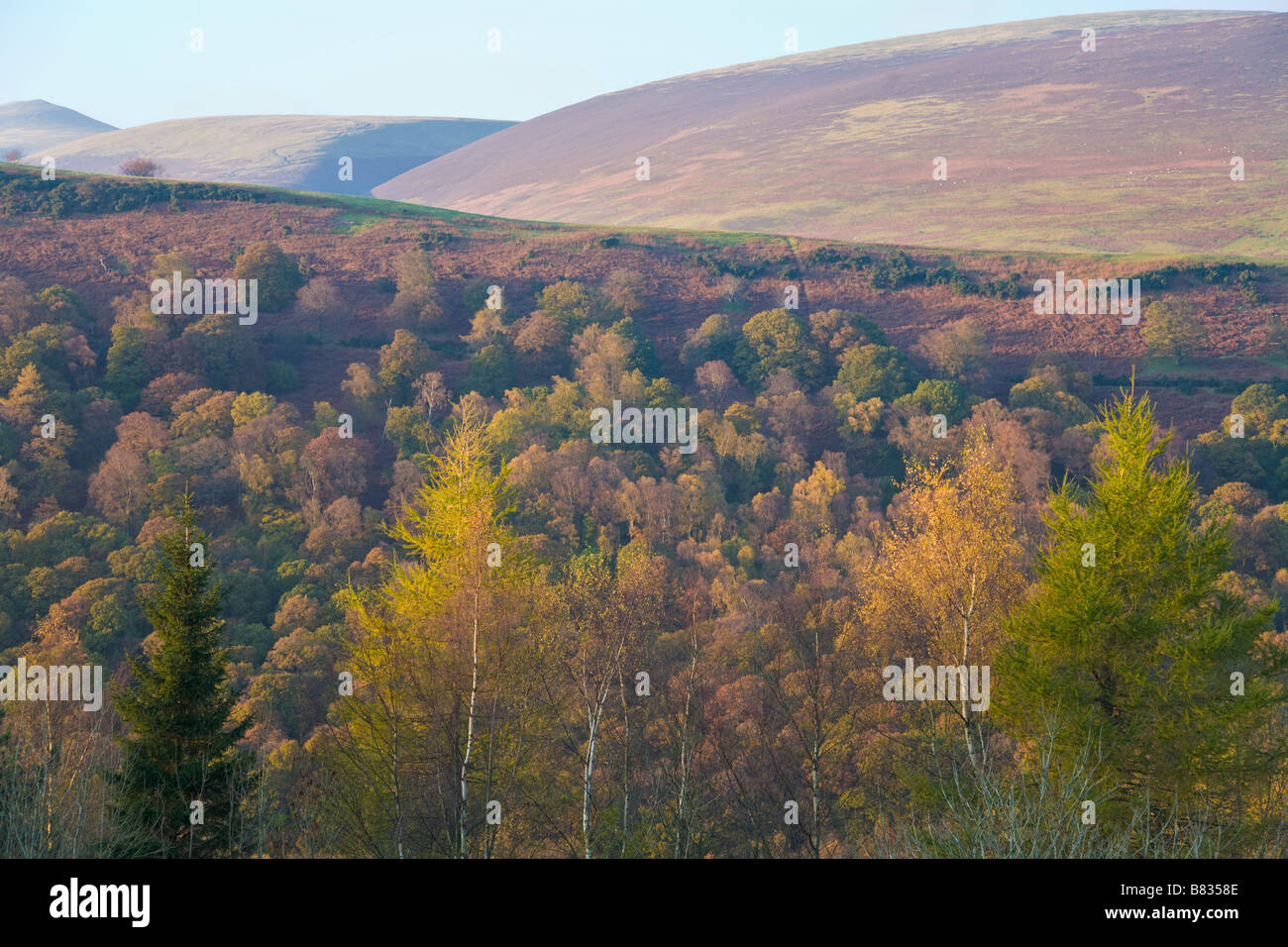 Deciduous forest hi-res stock photography and images - Alamy