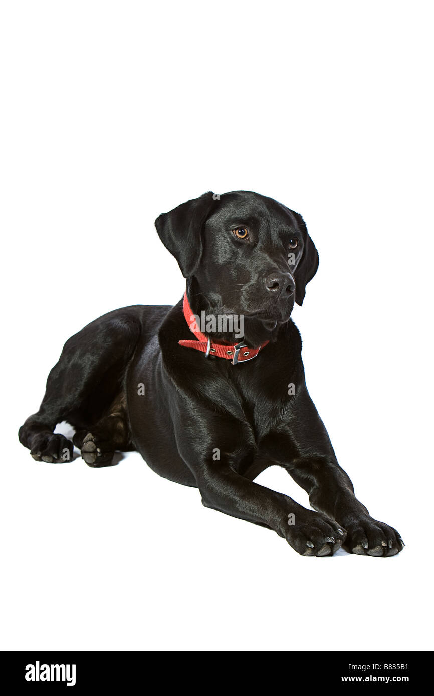 Black labrador retriever against black background hi-res stock ...