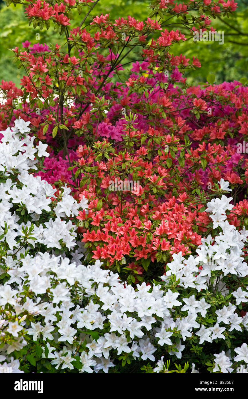 Azaleas hi-res stock photography and images - Alamy