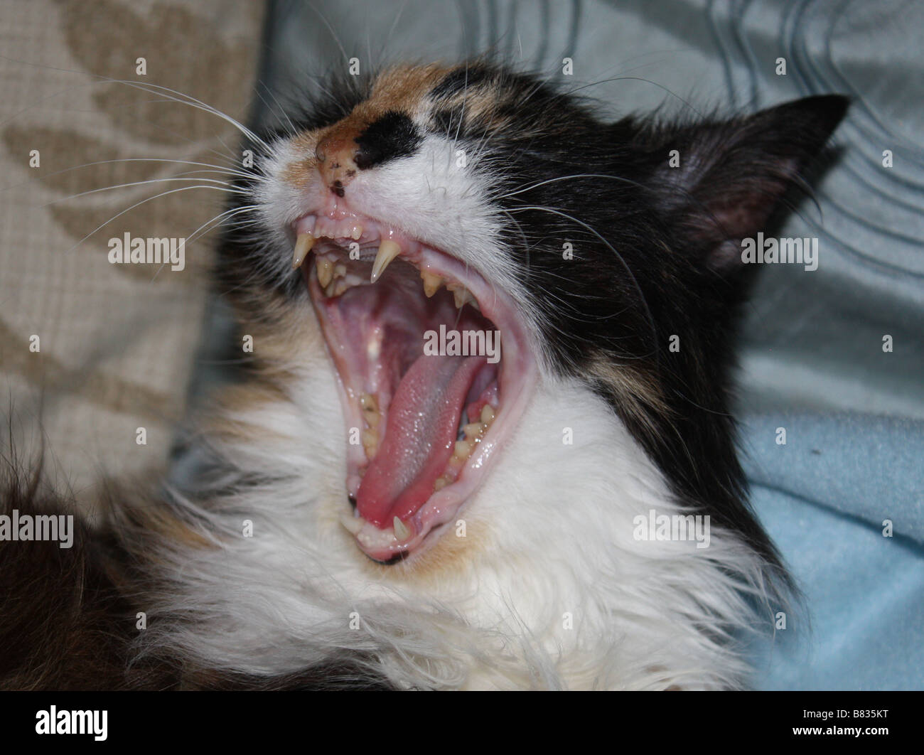 Yawning cat hi-res stock photography and images - Alamy