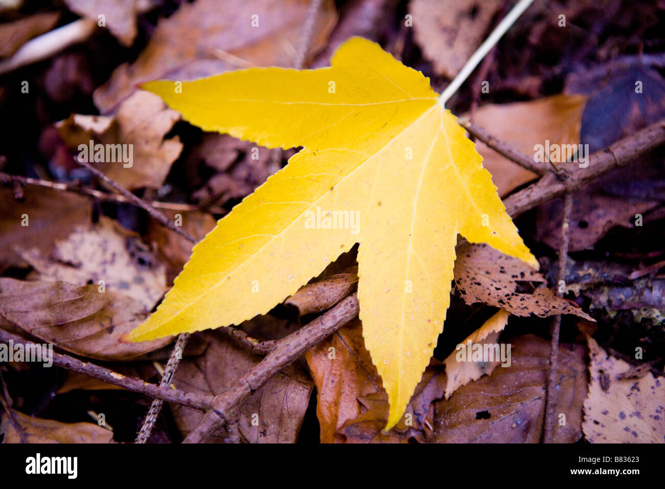 a autumn leaf Stock Photo - Alamy