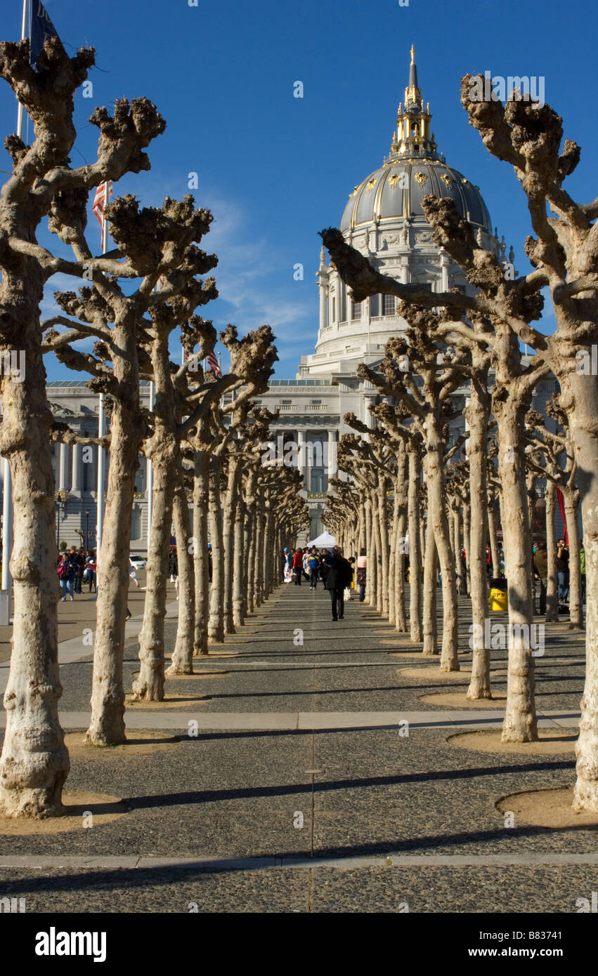 San Francisco City Hall with pollarded sycamore trees in the foreground ...