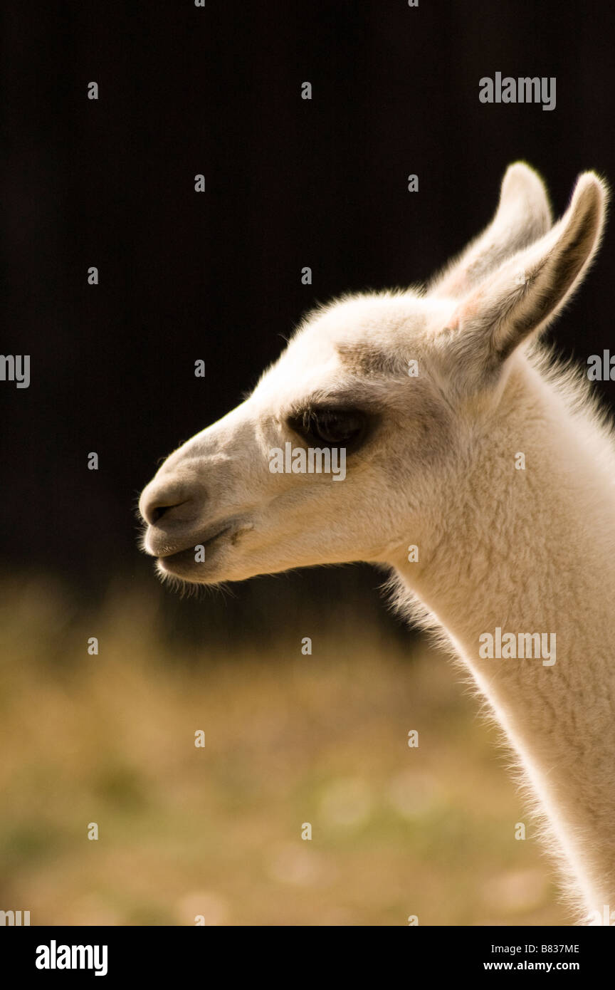 A side view of a llama's head Stock Photo - Alamy