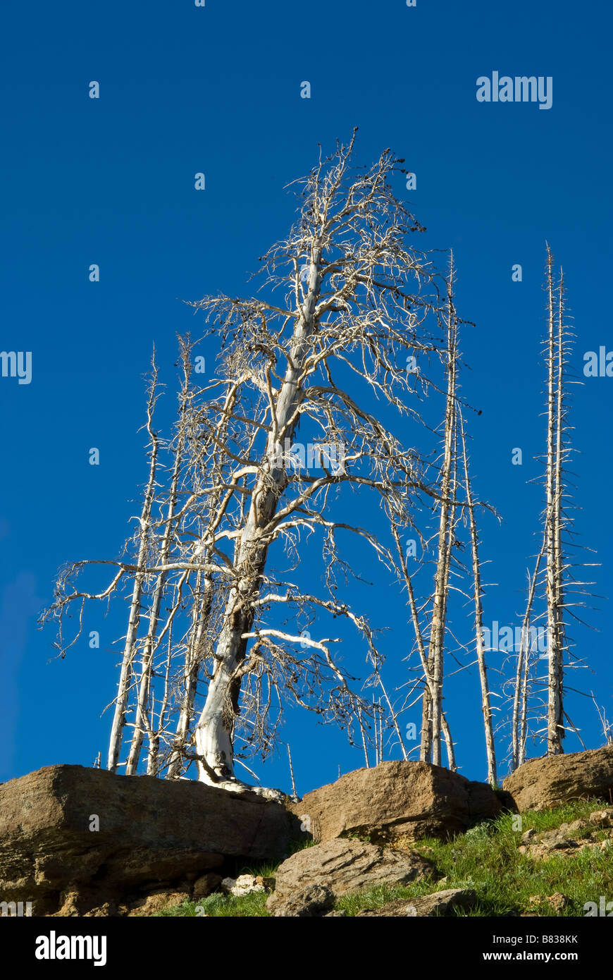 Damaged aspen trees after a wildfire in Yellowstone National Park Stock ...