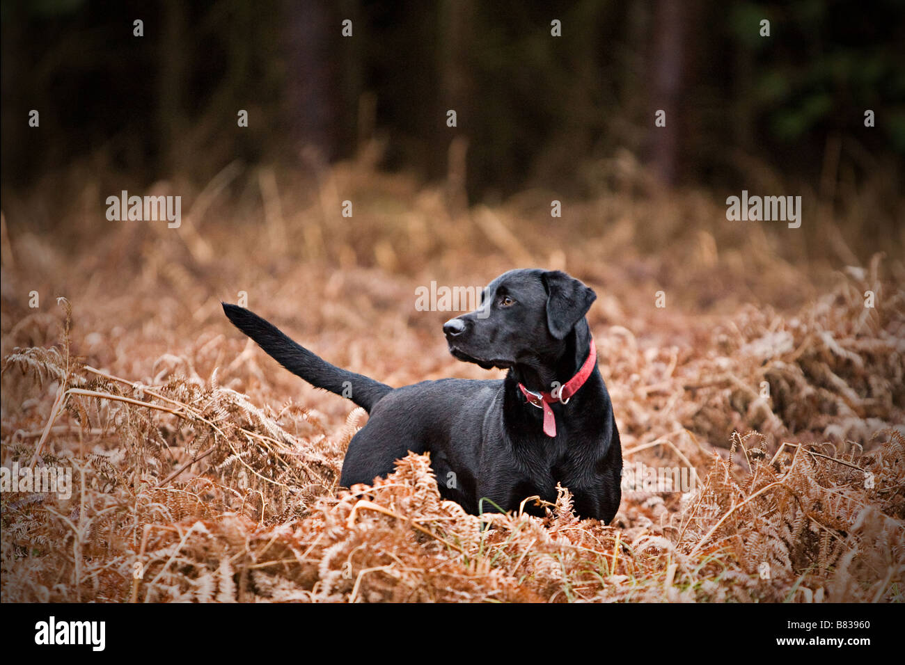 Alert Black Labrador in Bracken Stock Photo - Alamy