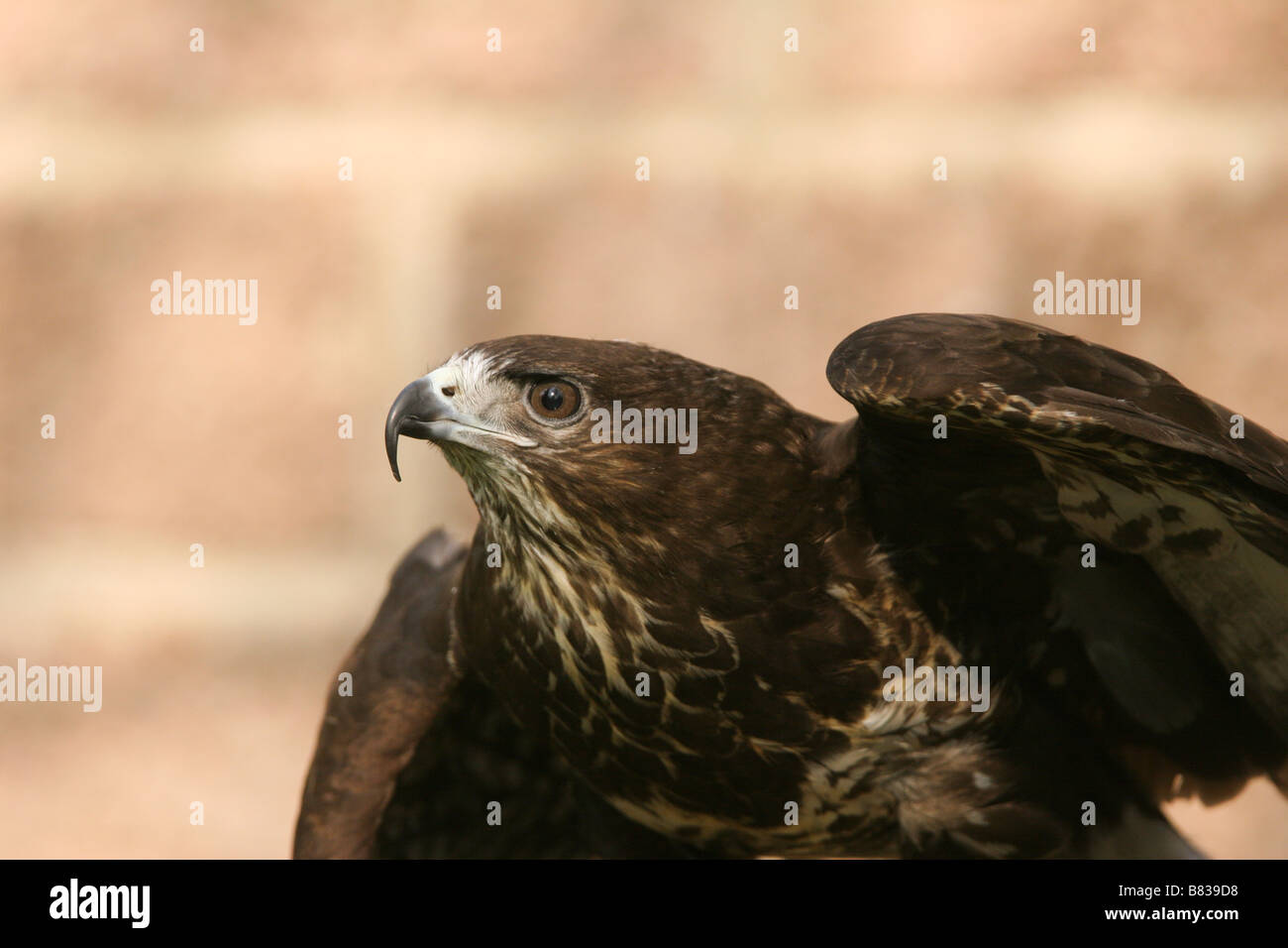 Chordata animalia hi-res stock photography and images - Alamy