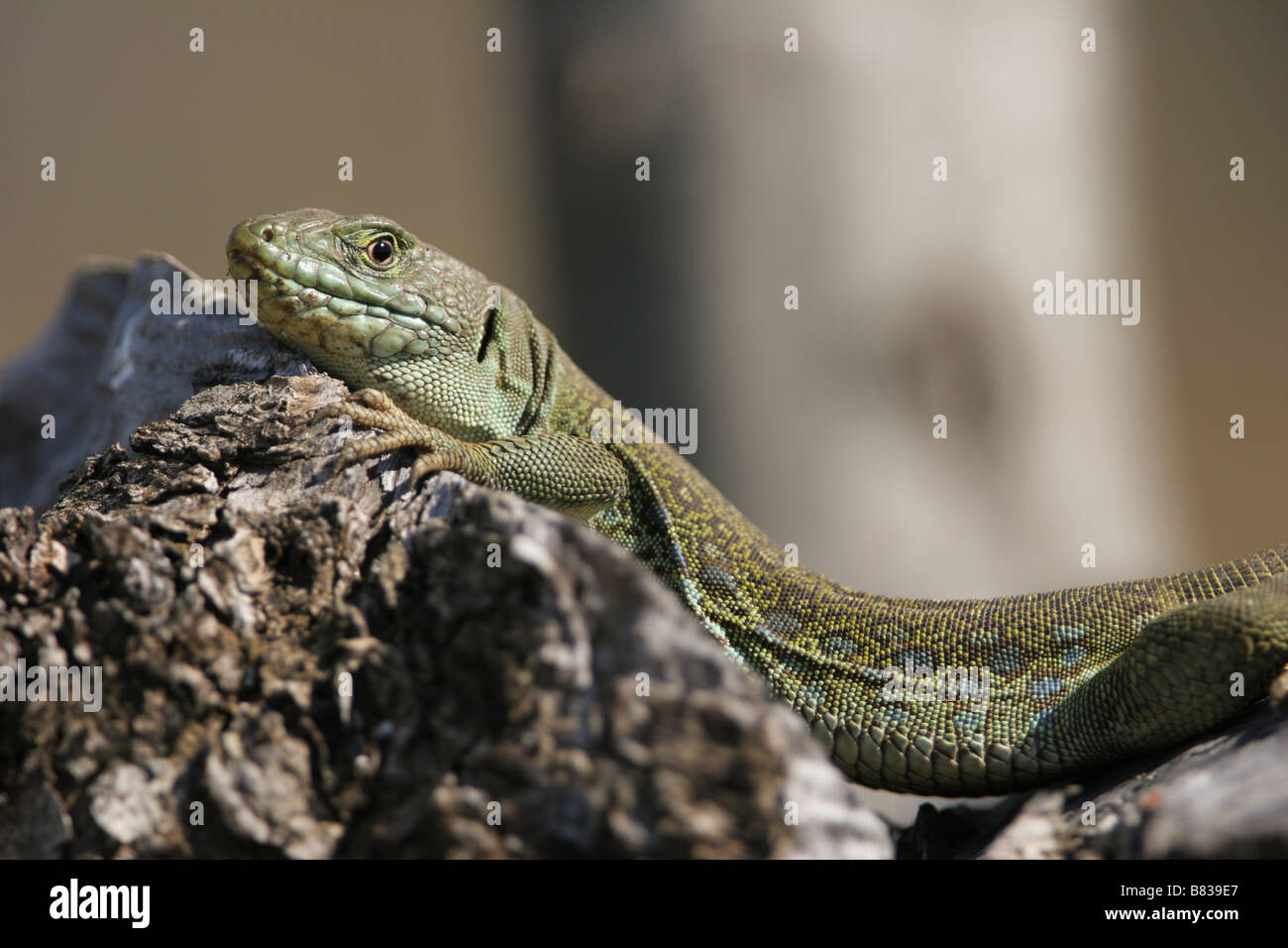 Lizard, Ocellated Lizard, Timon lepidus, Lacerta lepida, Lacertidae ...
