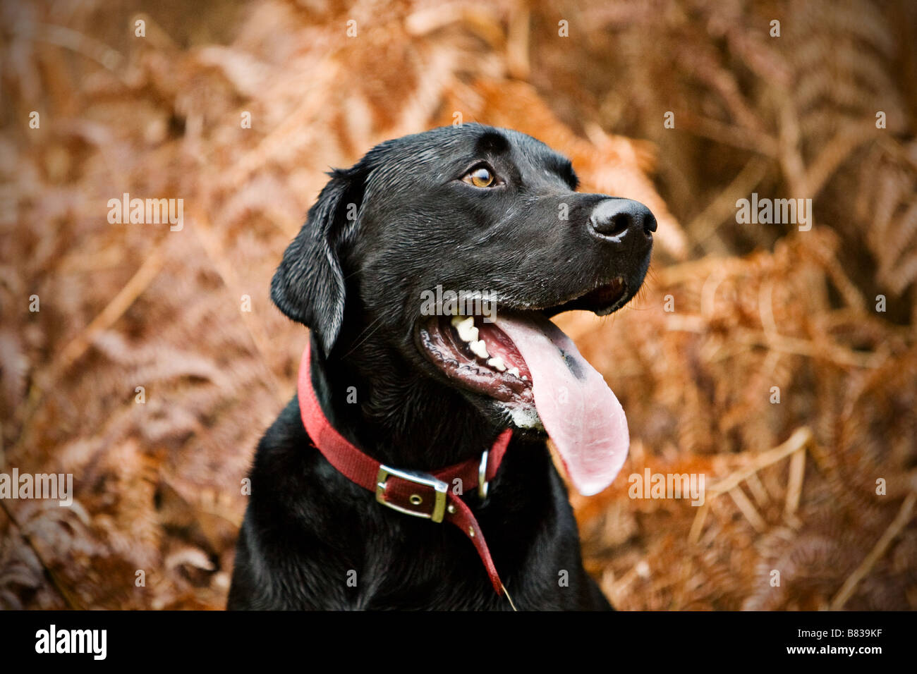 Labrador In The Woods High Resolution Stock Photography and Images - Alamy