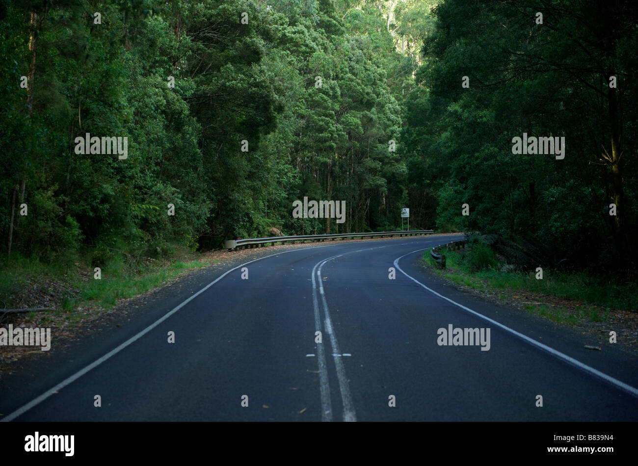 Road through a forest in south Australia Stock Photo - Alamy
