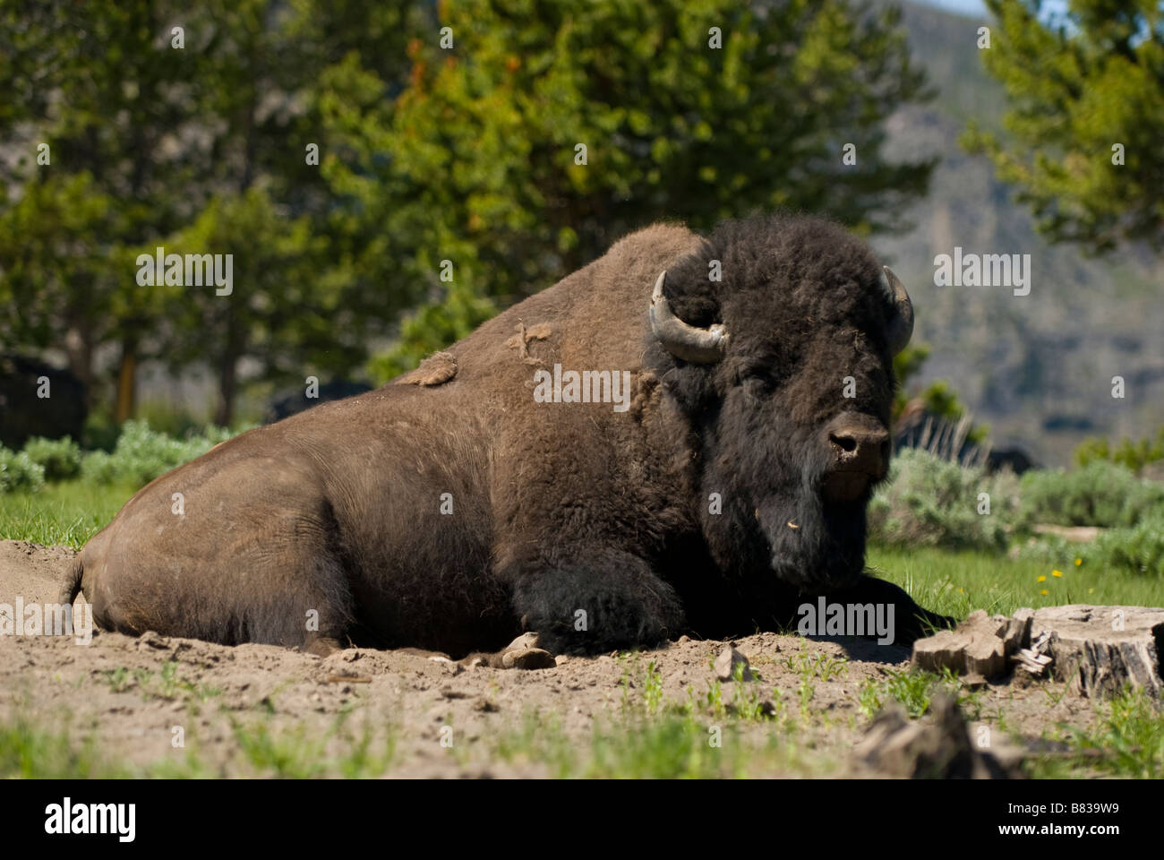 Bison relaxing in the sun on a dry patch of sand Stock Photo - Alamy
