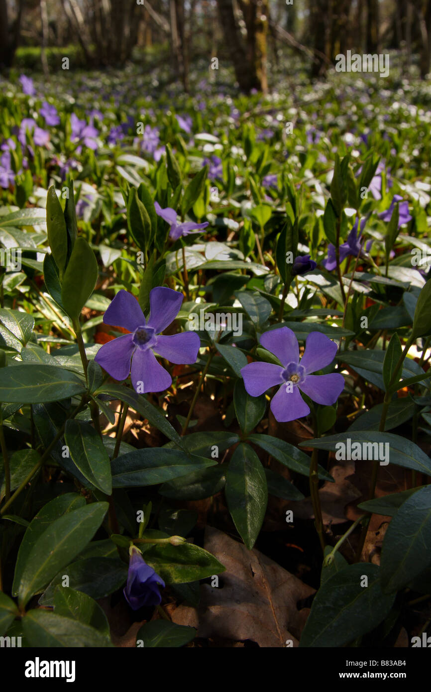 Swathe of flowers hi-res stock photography and images - Alamy