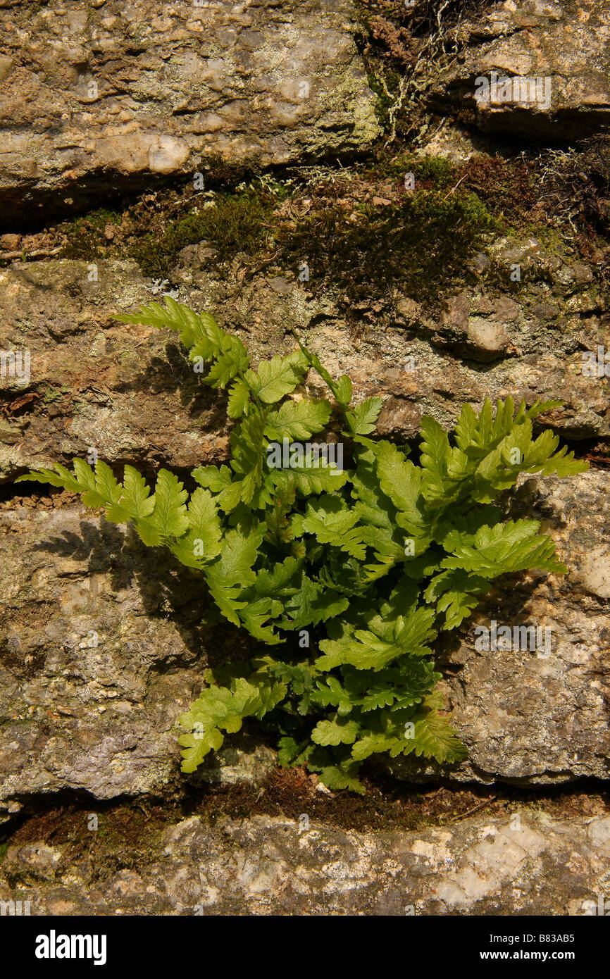 Invasive fern hi-res stock photography and images - Alamy