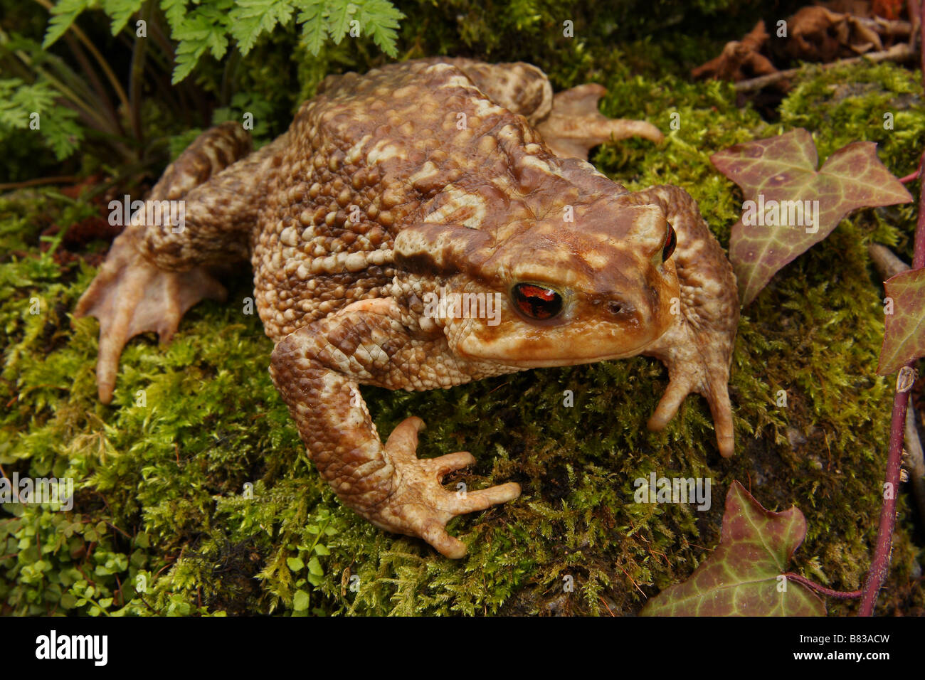 A common Toad Stock Photo - Alamy