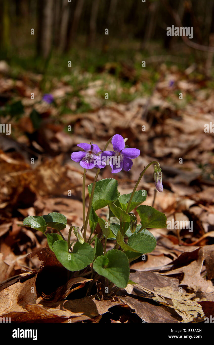 A Common Dog Violet Stock Photo - Alamy