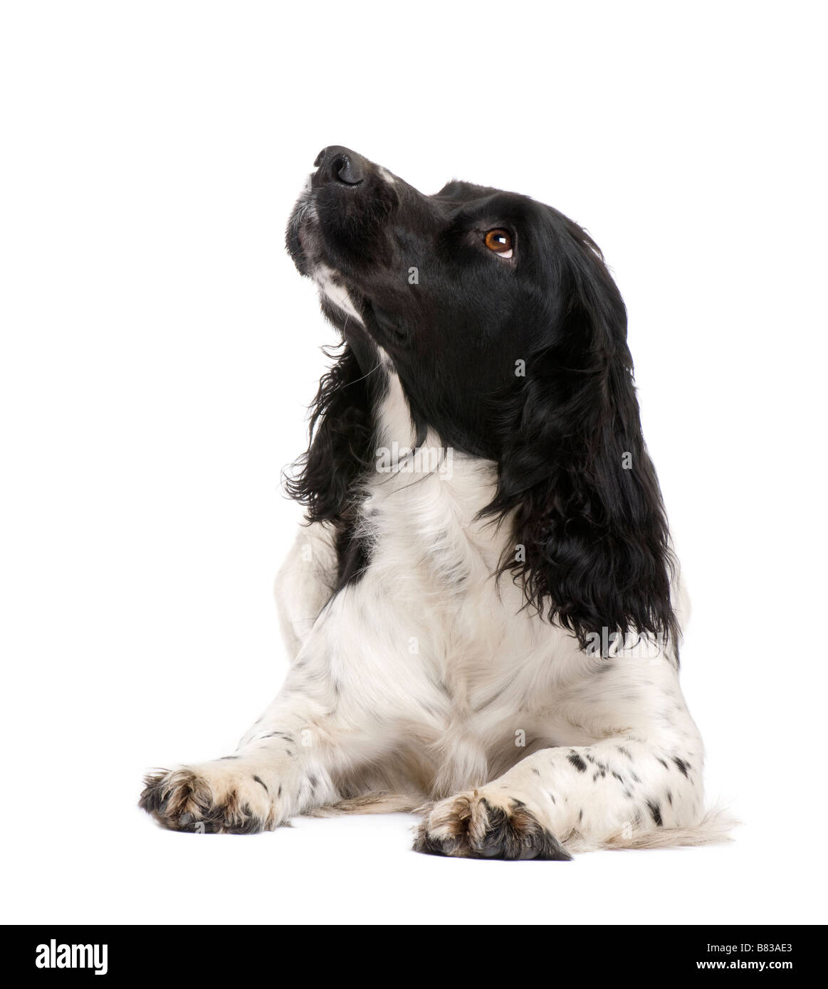 English Springer Spaniel Dog High Resolution Stock Photography and ...