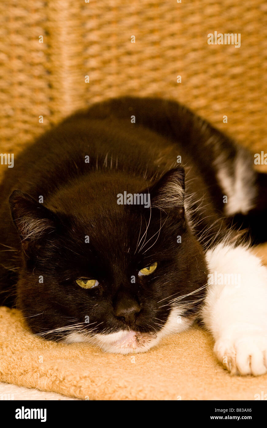 An old domestic cat resting Stock Photo - Alamy