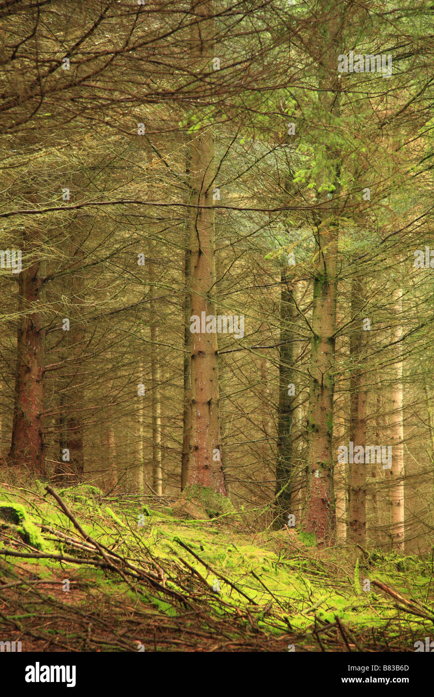 Mid canopy of trees hi-res stock photography and images - Alamy